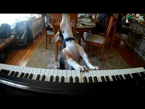 Increíble!!! Perro canta y toca piano!. - YouTube