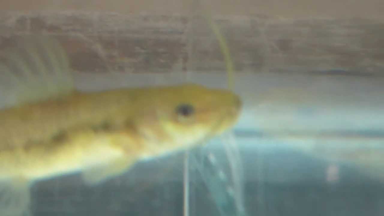 Rhamdia guatemalensis - YouTube