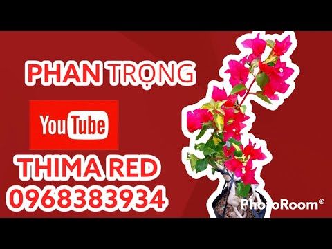 HOA GIẤY GIỐNG MỚI.TÊN TIẾNG ANH THIMA RED.ACE ST GIỐNG LIÊN HỆ ☎ ...