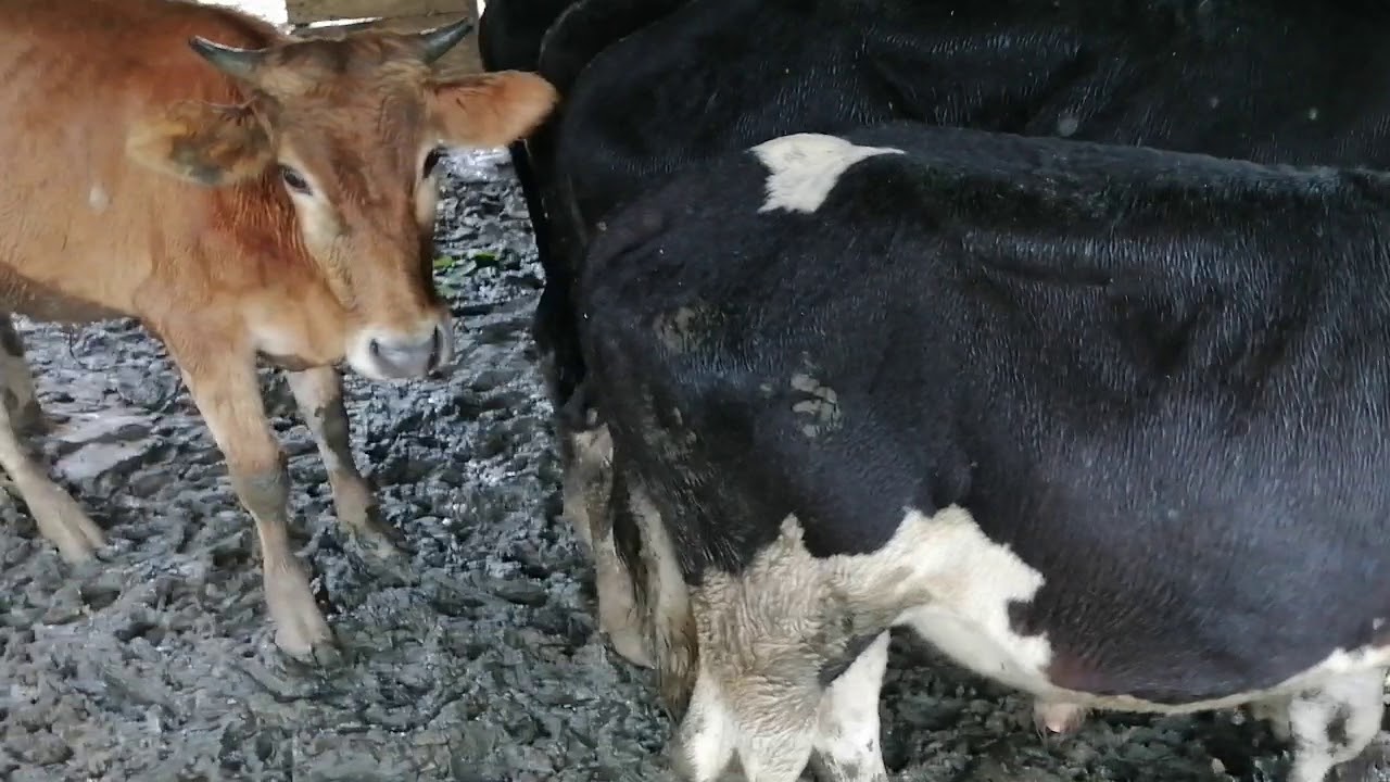 Crianza de Becerros - YouTube