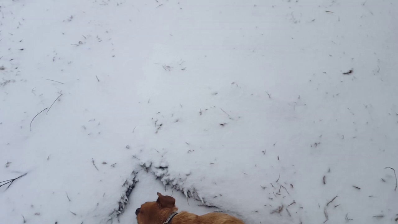 Dogs first time in snow both! - YouTube