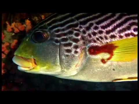 !! PEZ LABIOS DULCES ¡¡ - YouTube