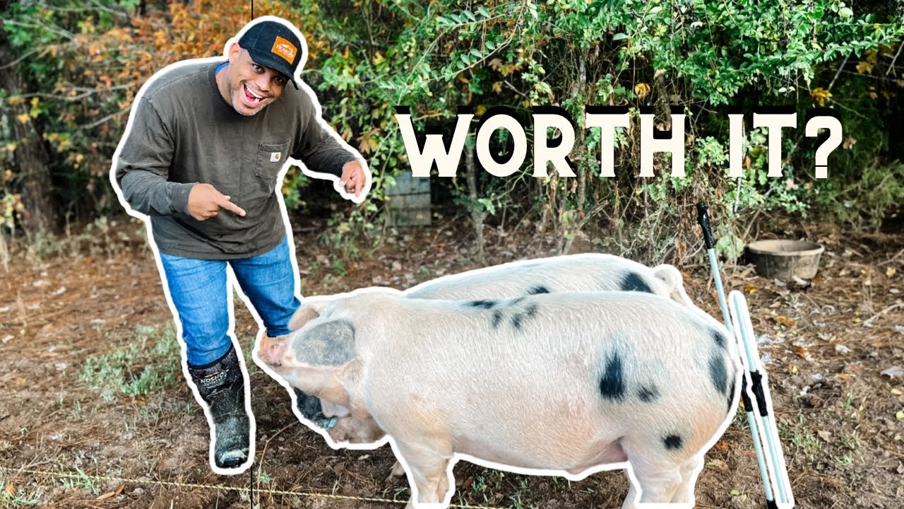 Raise your own Pigs with these Easy Steps - YouTube