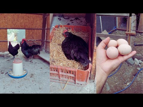 Australorp Üretimi, Yeni Yumurtalar, Kuluçka Makinemiz, Tavuk Horoz Yarkalar