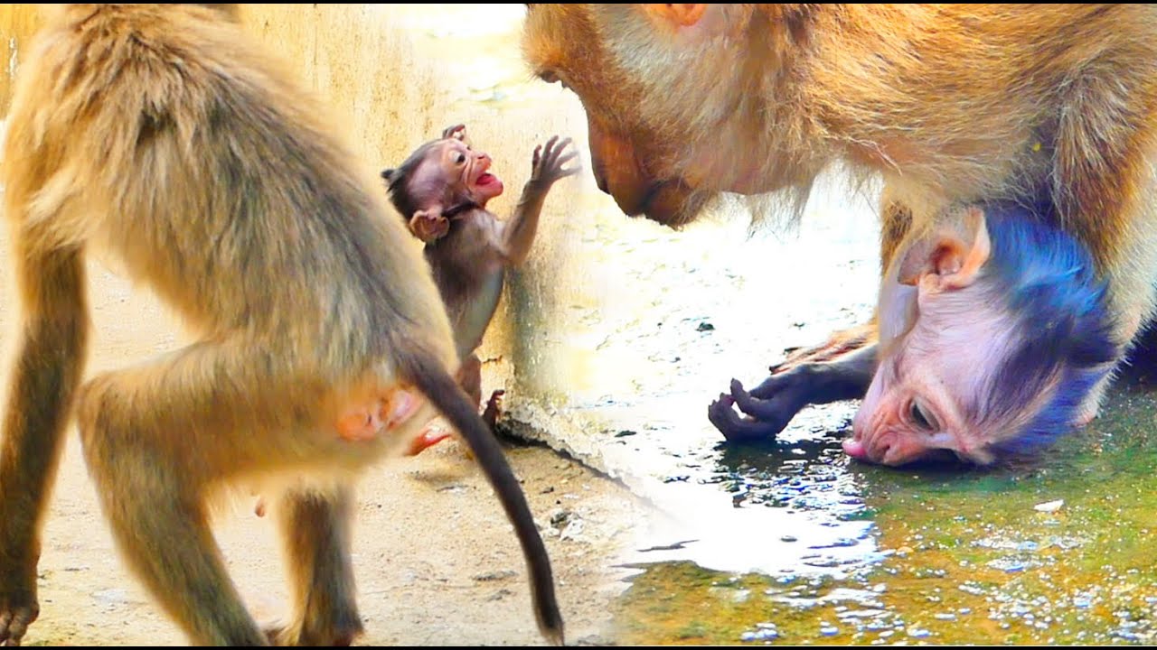 Take care of me..! Baby monkey is very upset with Susan monkey doesn't ...