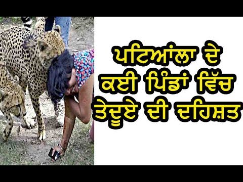 leopard found in patiala village - YouTube