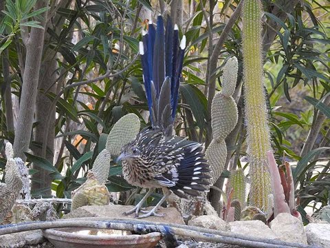 Juvenile Roadrunner practices his snake battling movements with a ...