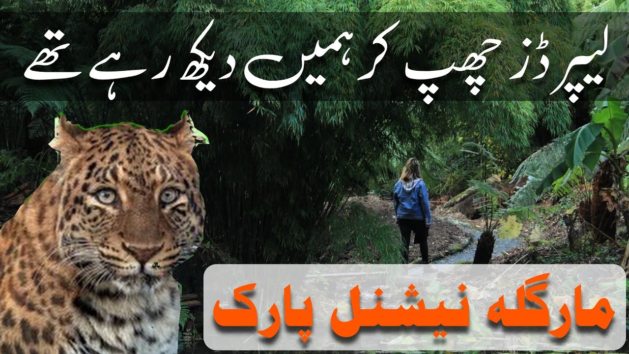 We Lost in Jungle / Leopards Zone / Margalla Hills - YouTube