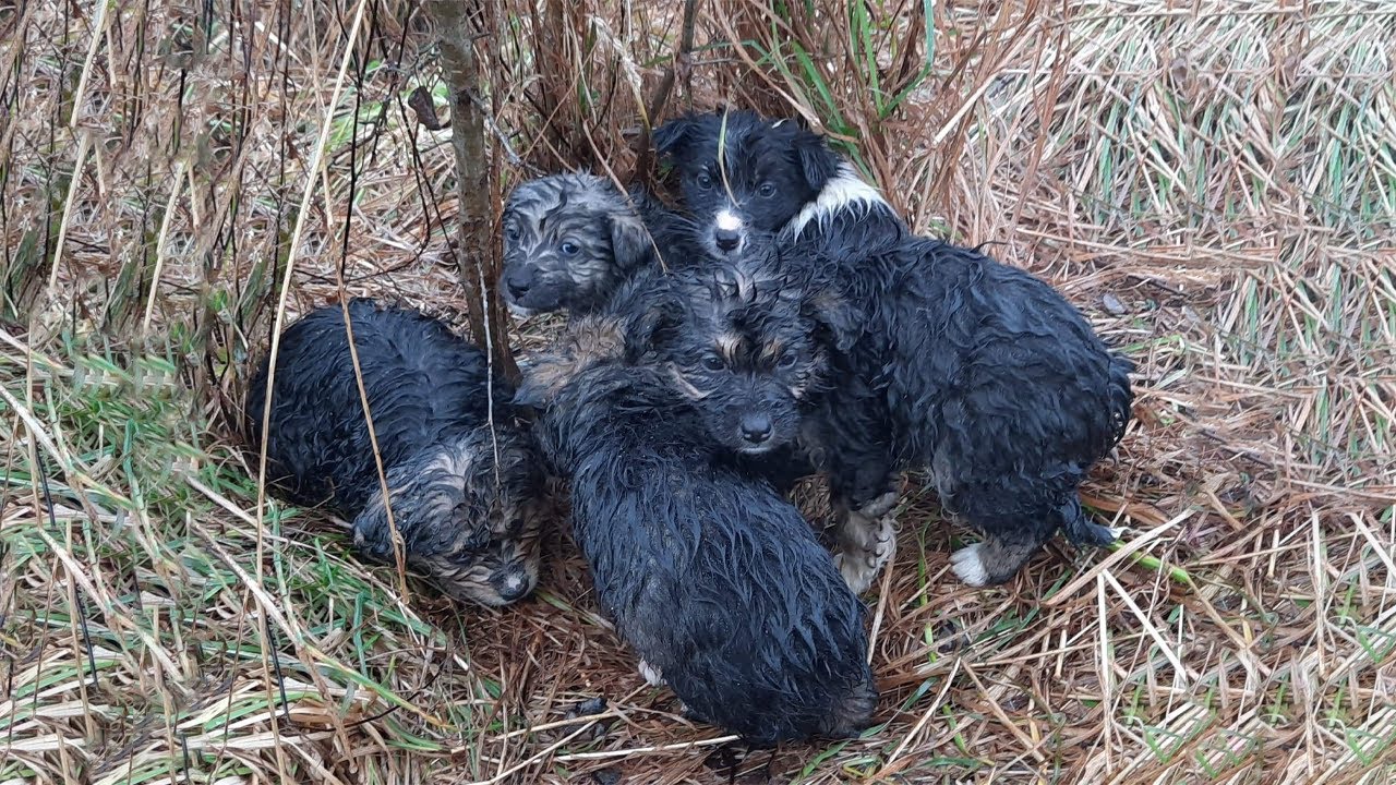 Abandoned on a deserted mountain top, 6 puppies sat huddled, shivering ...
