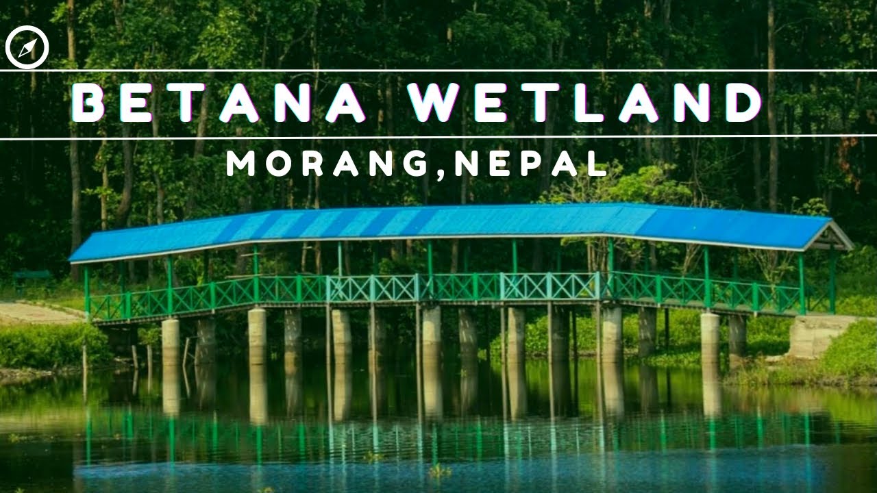 2 hours in Betana Wetland | Morang @naturenectar - YouTube