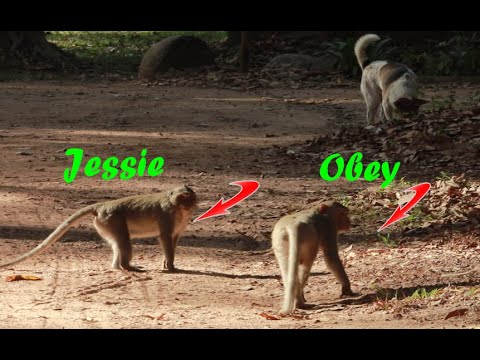Young Jessie Monkey Run Away From Obey Monkey During Amber Follow Amari ...