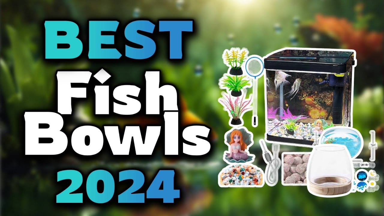Top Best Fish Bowls in 2024 & Buying Guide - Must Watch Before Buying ...