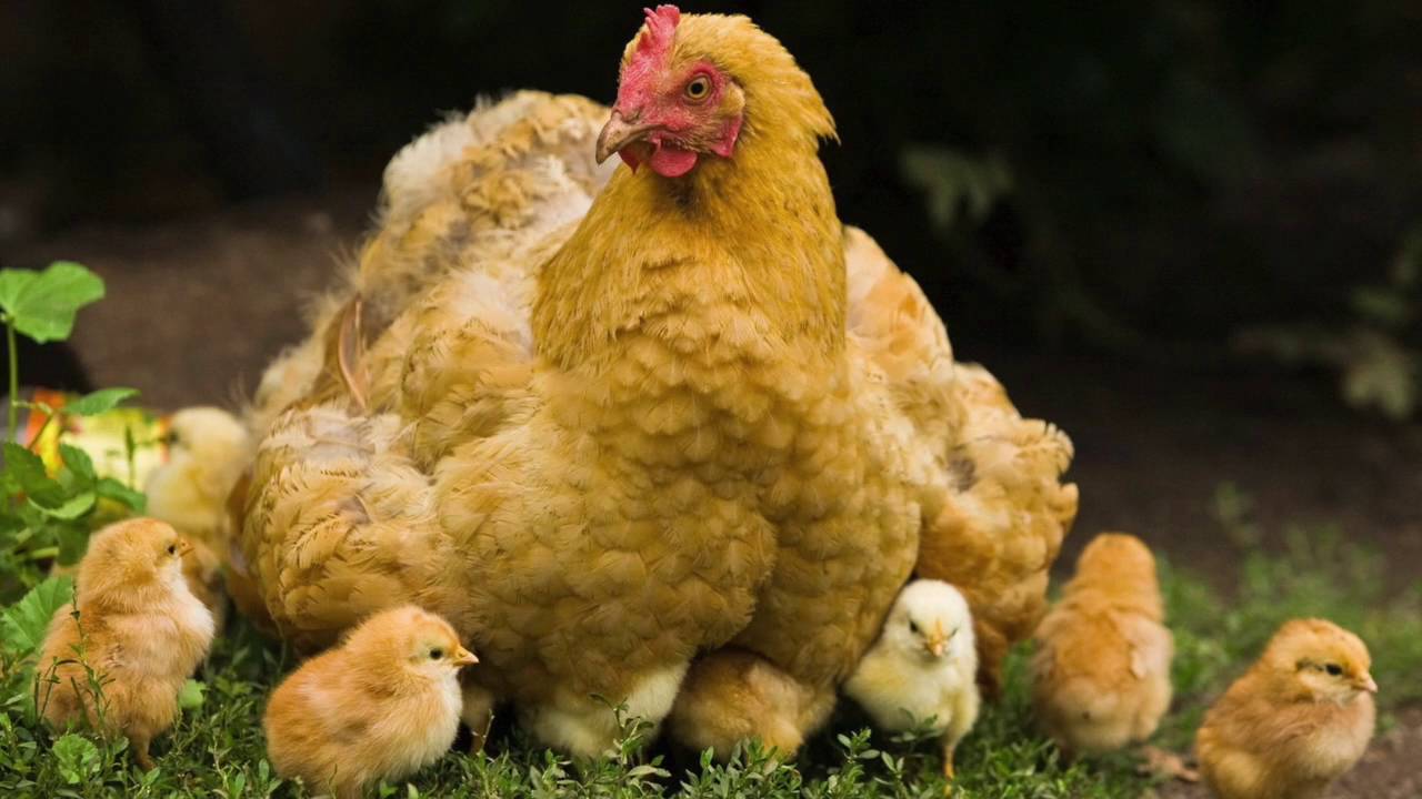 CHICKEN SOUND EFFECT - YouTube