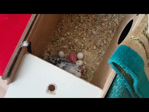 Muhabbet kuşu yavrularına bakdık