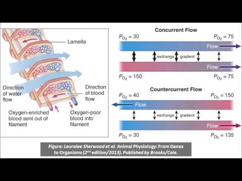 Countercurrent Flow (science music video) - YouTube