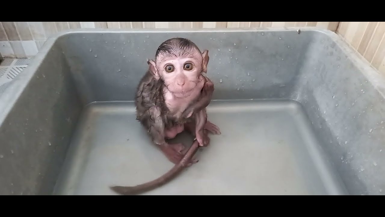 Aktivitas Poppy monkey hari ini bersama teman-teman nya si meow - YouTube