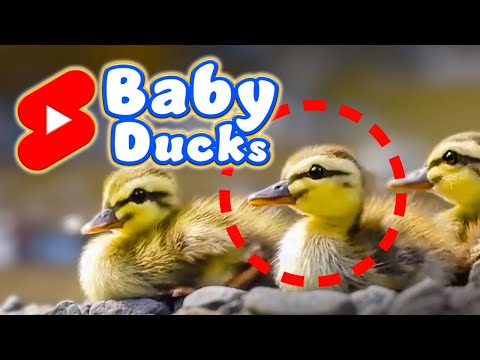 komik yavru ördekler popüler şort videoları. 3
