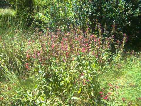 Big Red Sage - YouTube