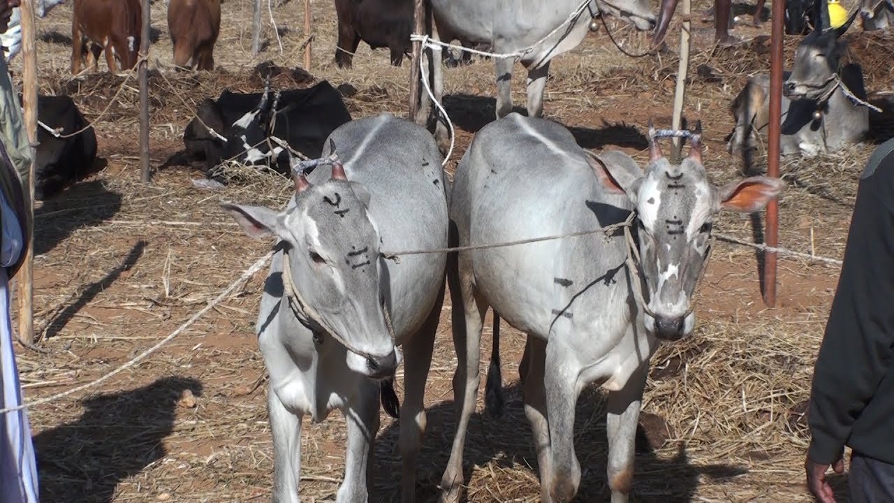 Beautiful hallikar calf pair for 65 thousands - YouTube