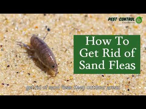 How To Eradicate Sand Fleas