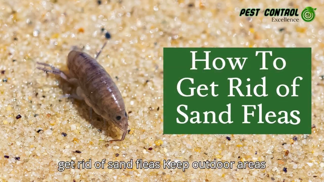 10 Proven Ways to Get Rid of Sand Fleas: Stop the Bites NOW ...