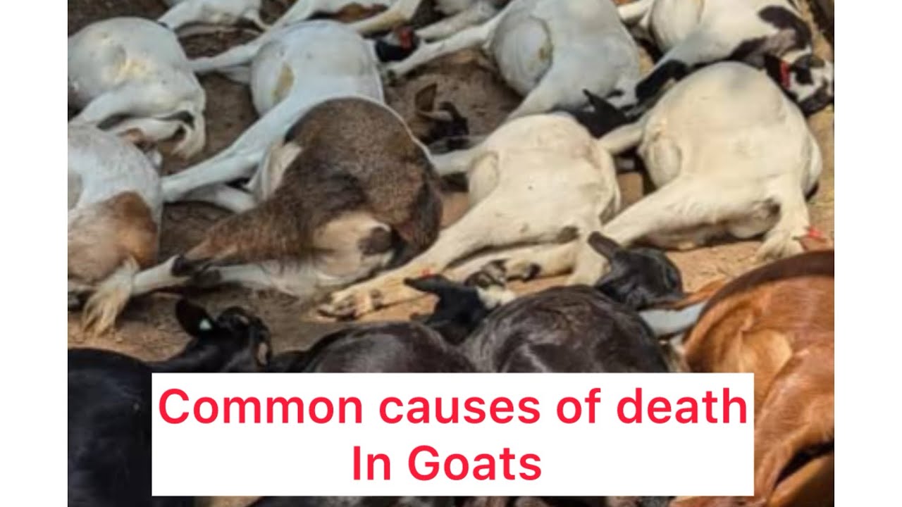 Goat Farming In Zimbabwe:Common causes of DEATH in Goats| Lessons from Bulembe Farm - YouTube
