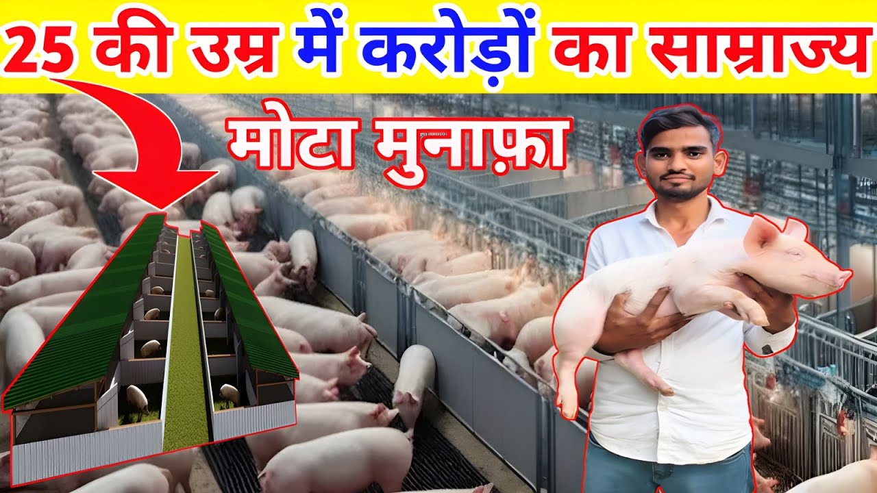 25 साल की उमर में करोडो का साम्राज्य l Pig Farming live stock Business ...