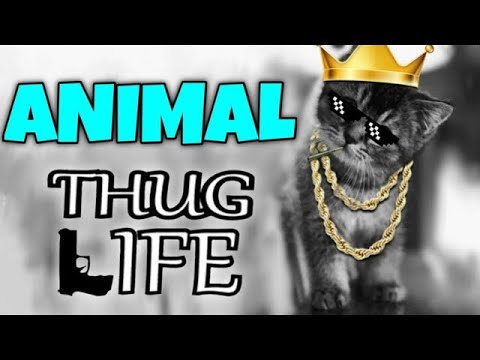 Animals Thug Life | Funny Animals Videos | Thug Mirchi | - YouTube
