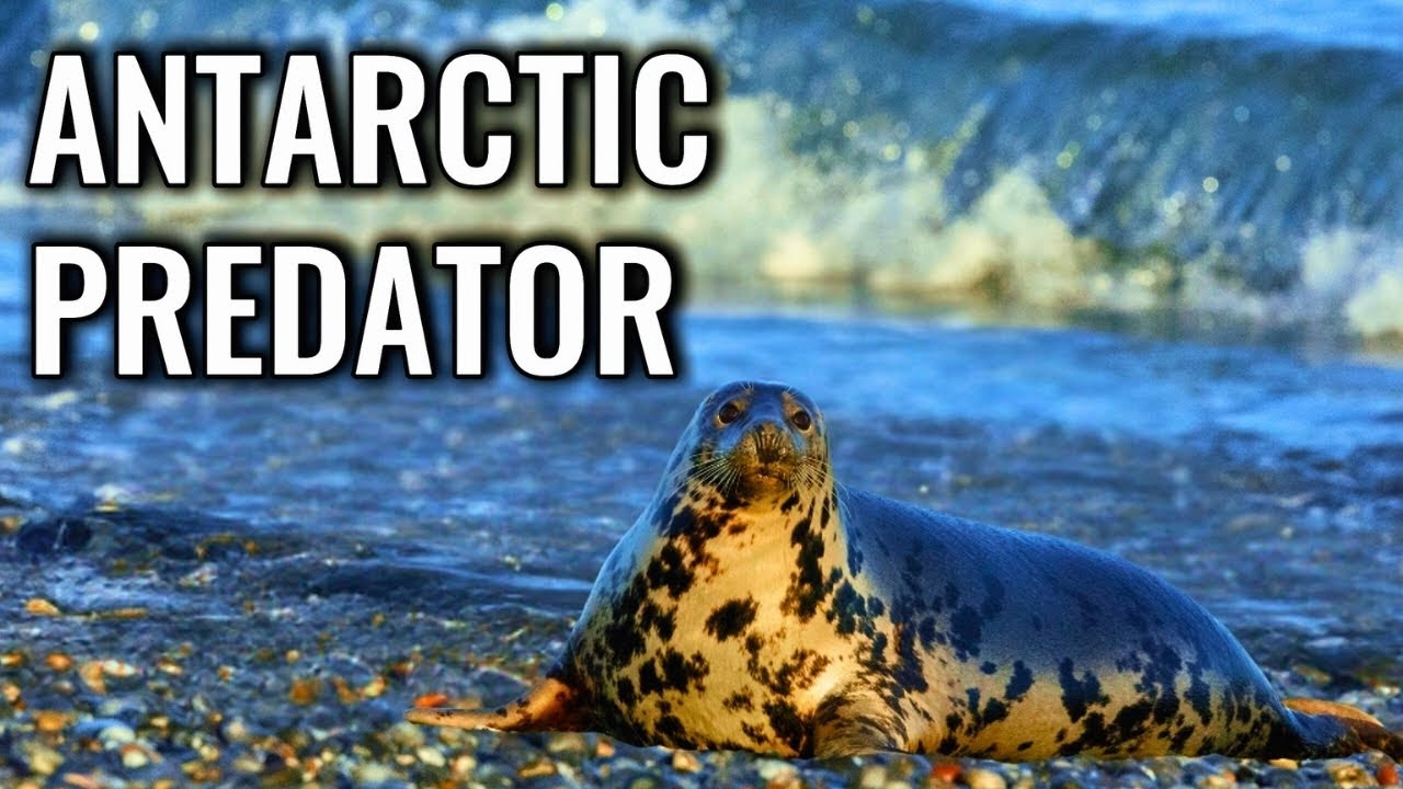 Leopard Seal: The Ultimate Antarctic Predator - YouTube