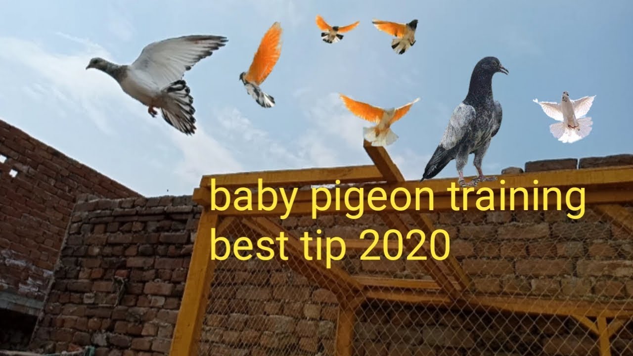 Baby pigeon training | (part 1) 2020 best tip for baby pigeons ...
