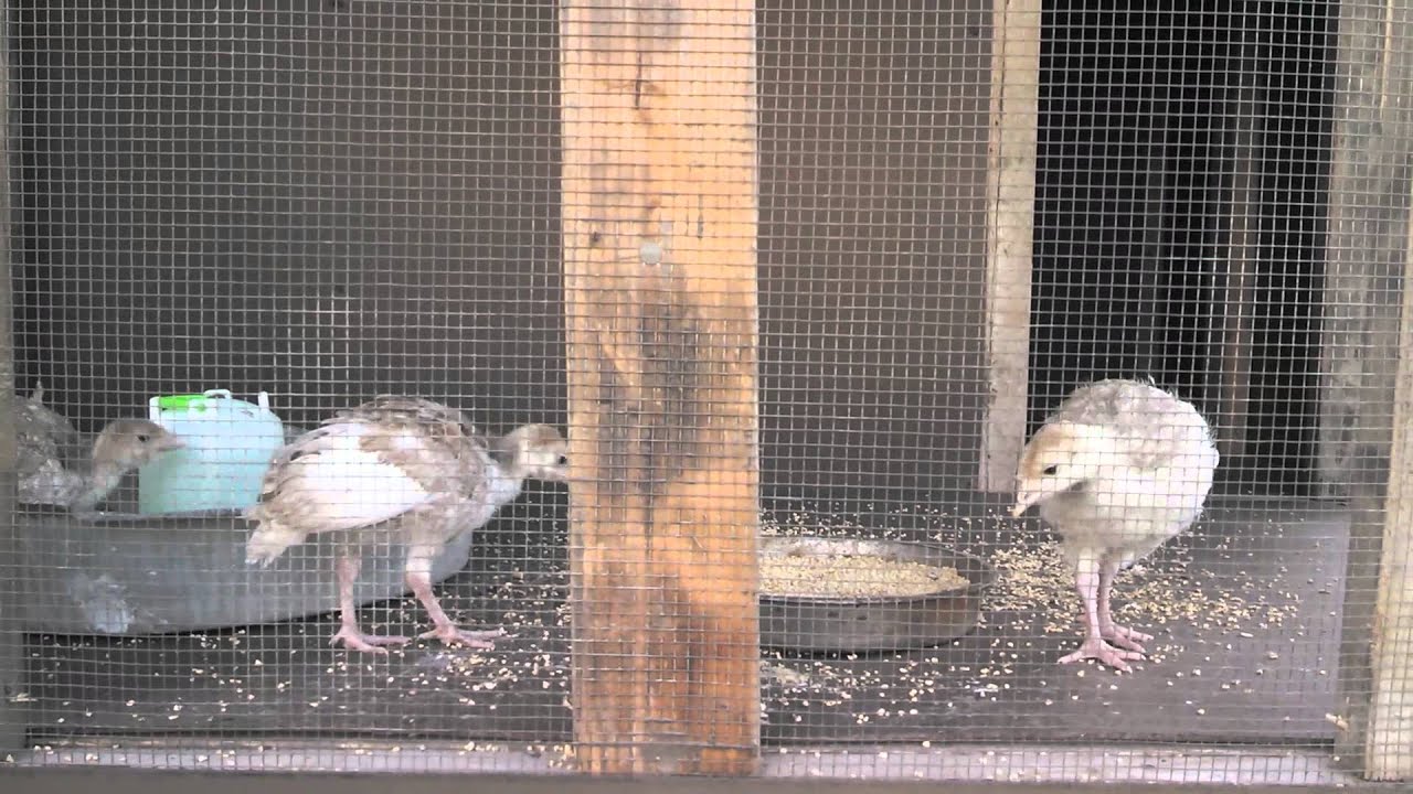 Turkeyzilla pt 2 - YouTube