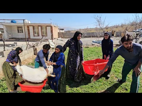 Caring for sheep and puppies: detoxification and necessary care