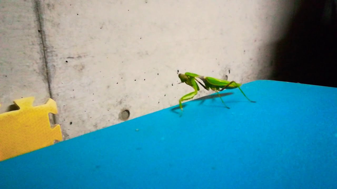 Harabiro Mantis - YouTube