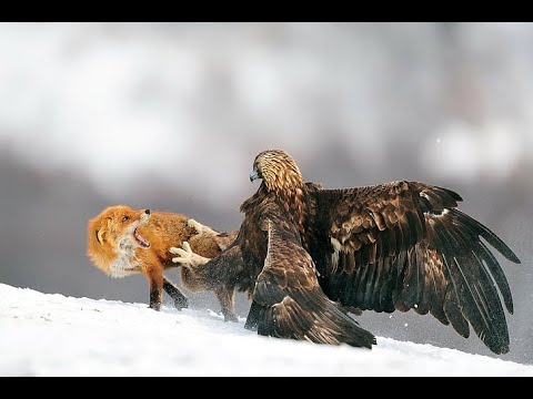 En Kritik Hayvan Kavgaları (Aksiyonlu 10 Hayvan Dövüşü)