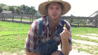 Hobby Farm Gardening: Toothache Plant