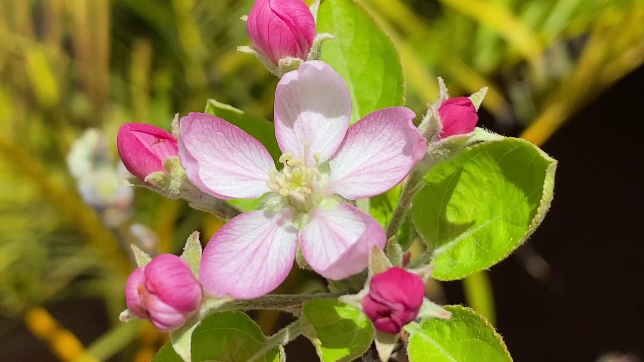 Golden Delicious Apple Flowering Capture on Apple iPhone 11 Pro - YouTube