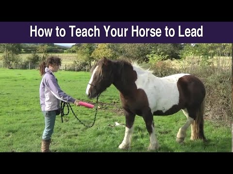 How to Teach Your Horse to Lead - YouTube