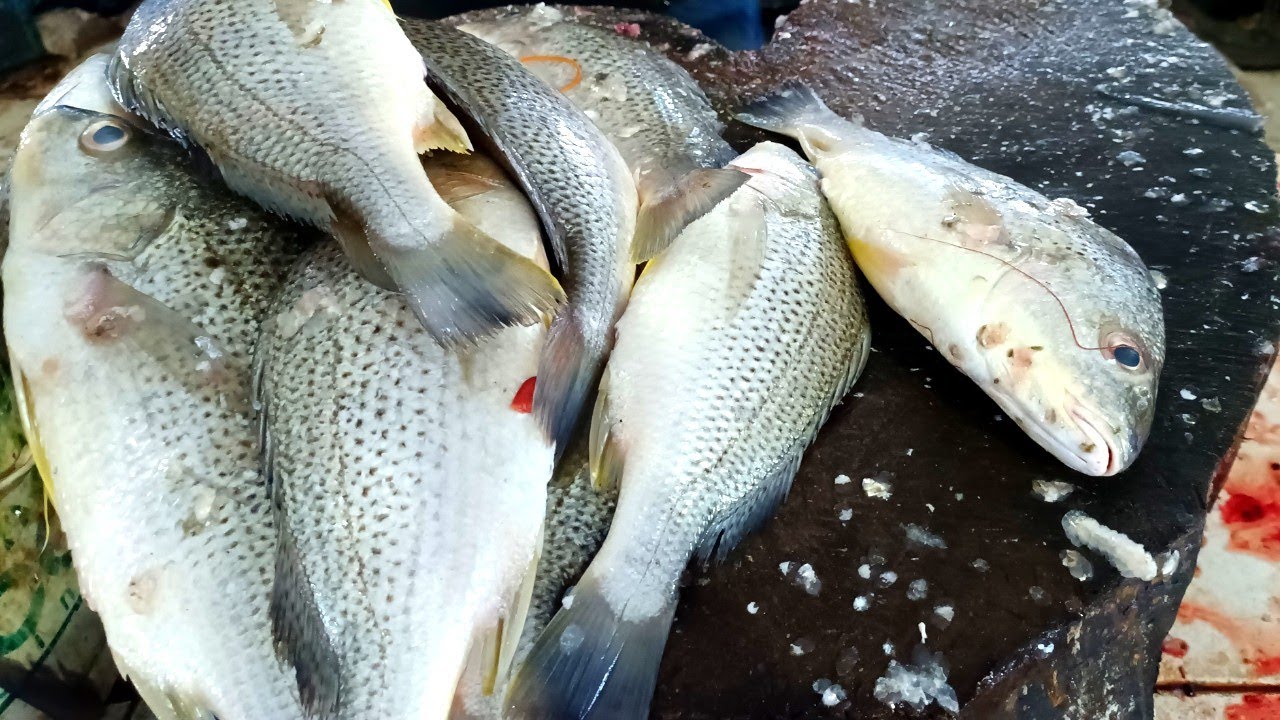 Many Barramundi Cutting Skills By Experts In Traditional Fish Market ...