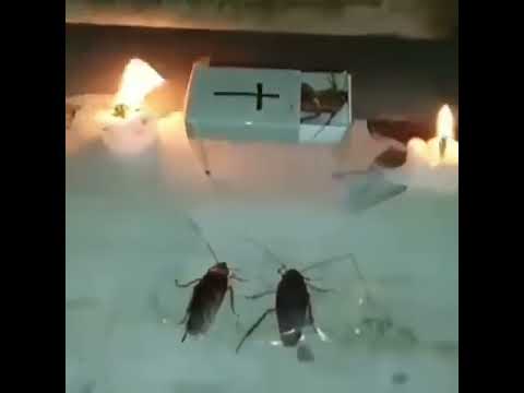 cockroach funeral - YouTube