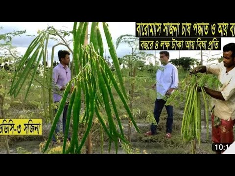 MORINGA TREE ,SAJNA , TREE - YouTube