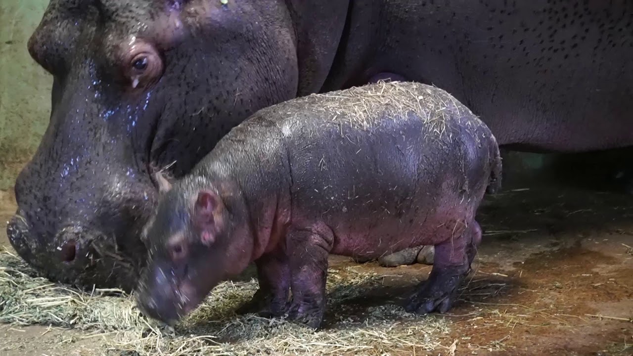 Bebé hipopótamo sale del agua por primera vez tras su nacimiento en ...