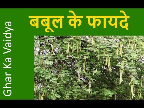 Babool Ke Fayde In Hindi - बबूल के फायदे - Babool Ki Fali Ke Fayde ...