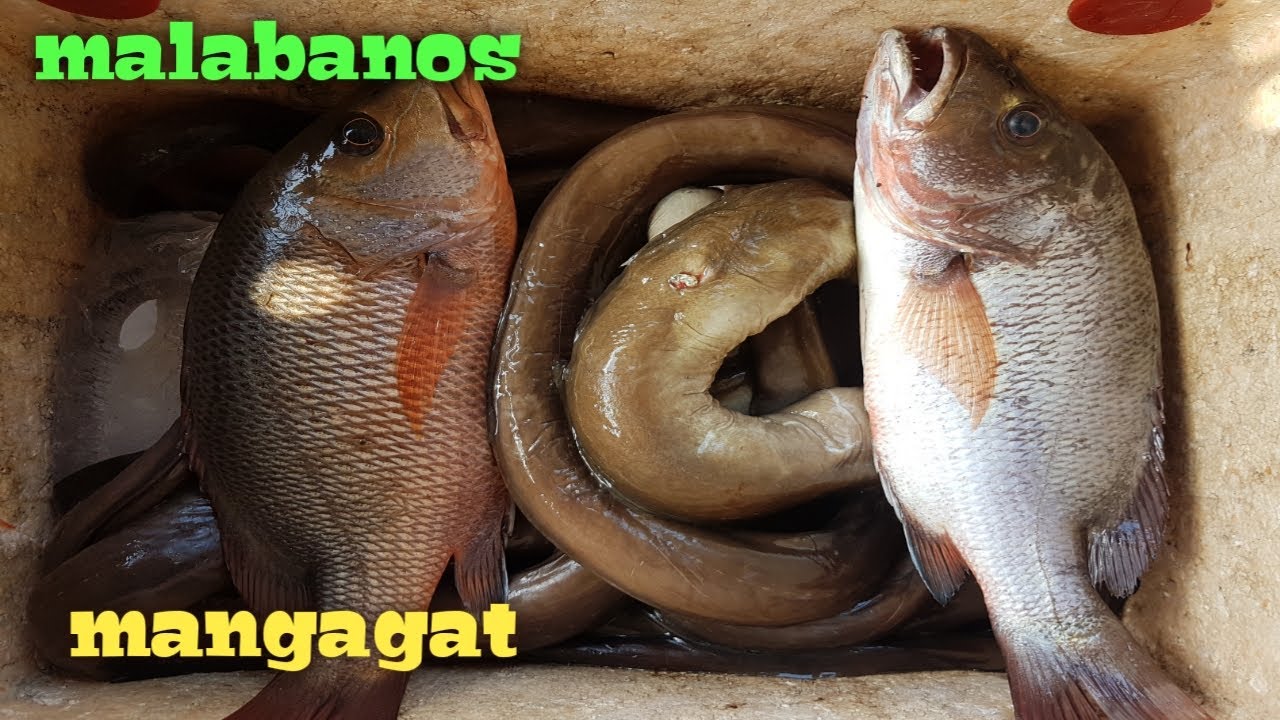 vlog28- KITANG at BUYA BUYA sa Ilog/malabanos and mangrove red snapper ...