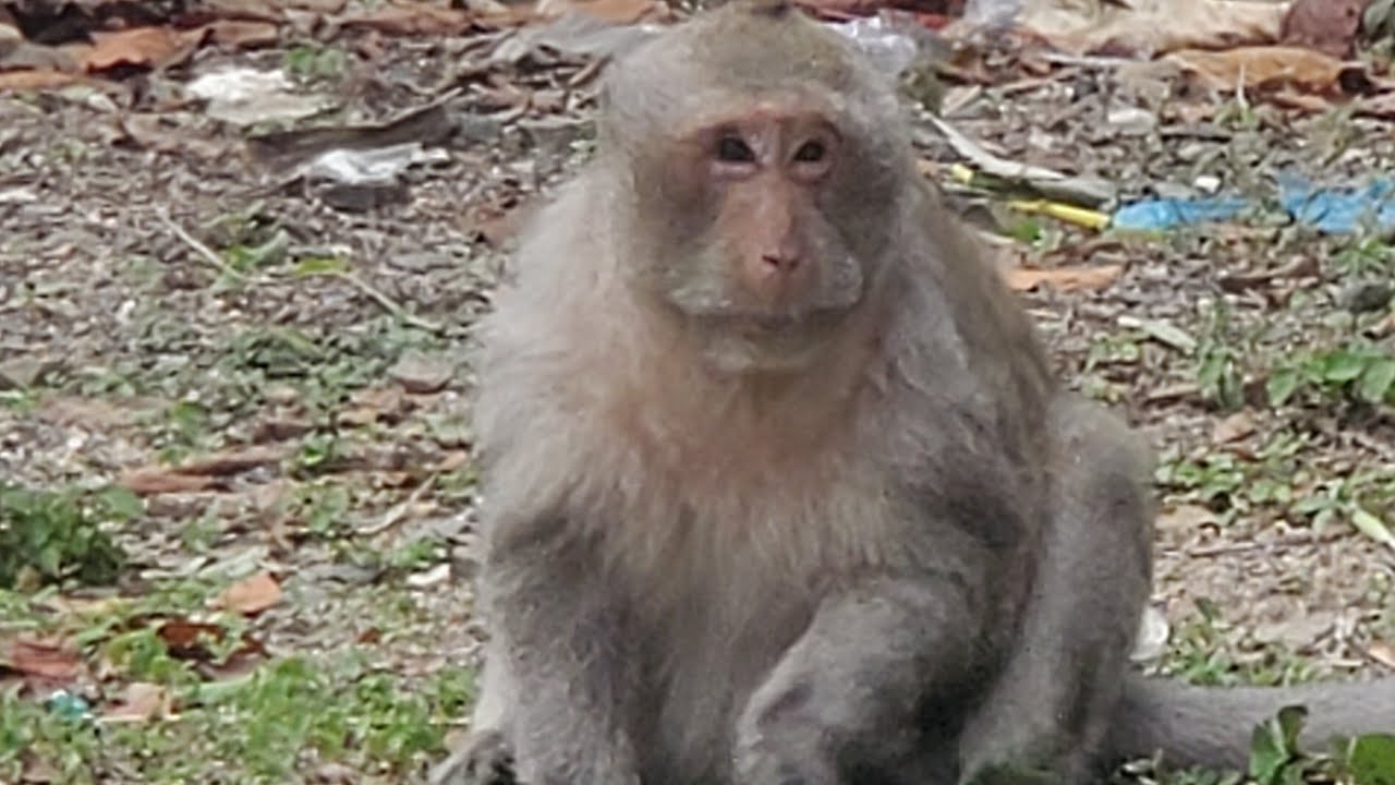 today king monkey brings every monkey to play #monkeys #monkeys - YouTube