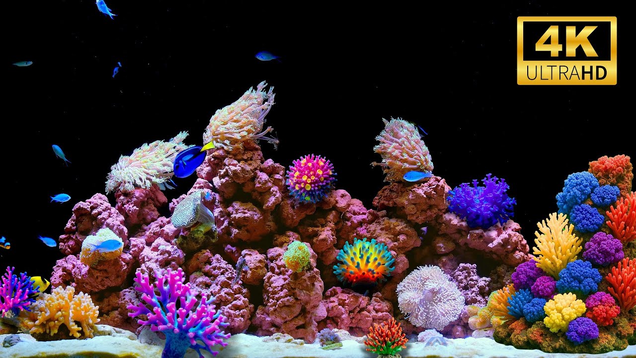 Calming Aquarium in 4K | 12 Hours of No-Music Fish Tank for Deep Sleep ...