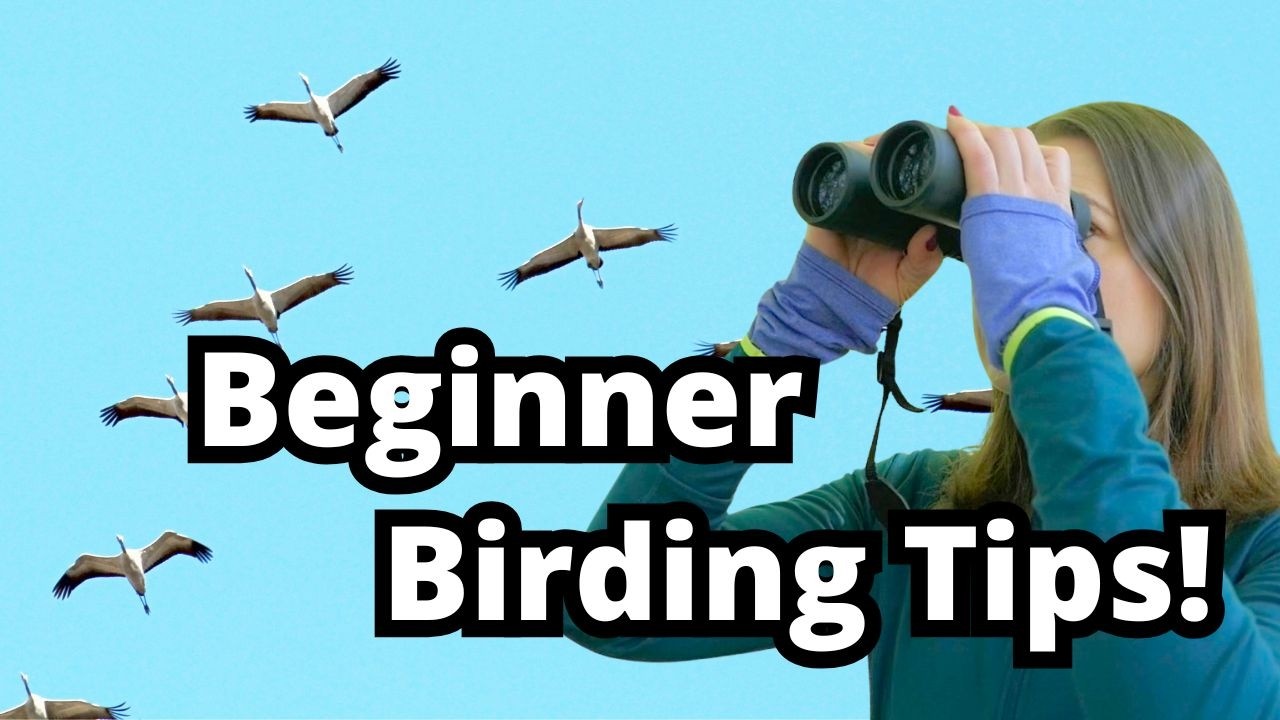 Beginner Birding Tips for Migration | Wildlife Biology for Kids Club - YouTube