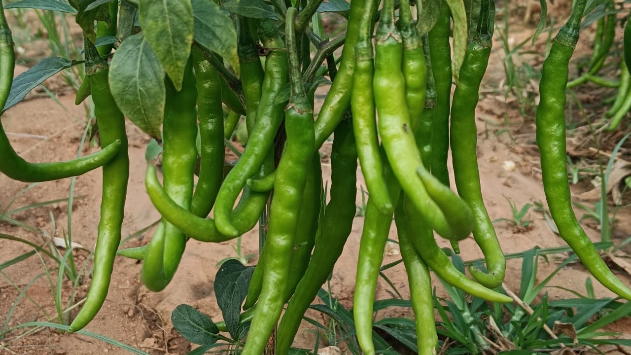 Official lalee Raikwar लाइव है! - YouTube