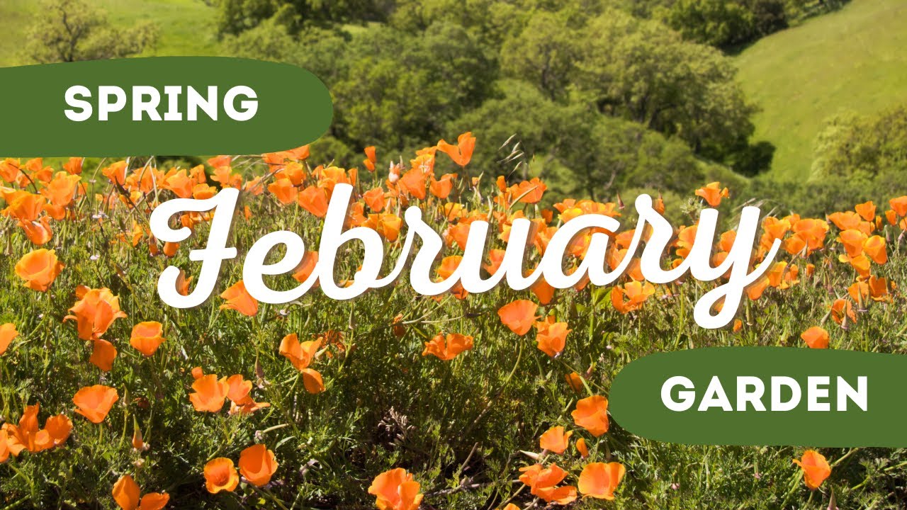 7 Beauty Flowers to Plant in February 🌻🌼 // Spring Flowers Planting ...
