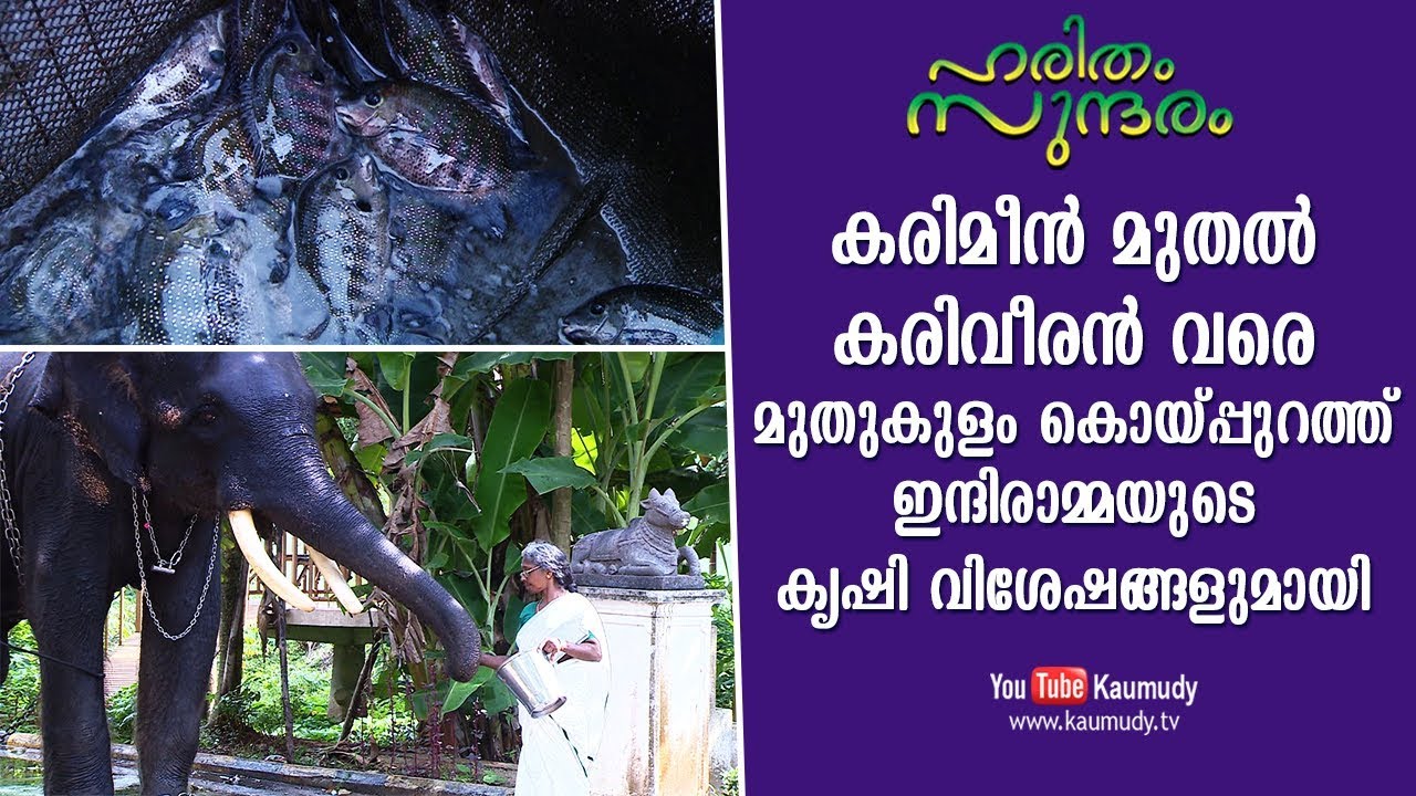 Pearl Spot to Elephant,Muthukulam Koippuram Indiramma’s farming story ...