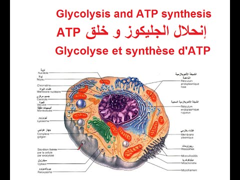 Glycolyse et production d'énergie sous forme d'ATP dans le cytoplasme ...